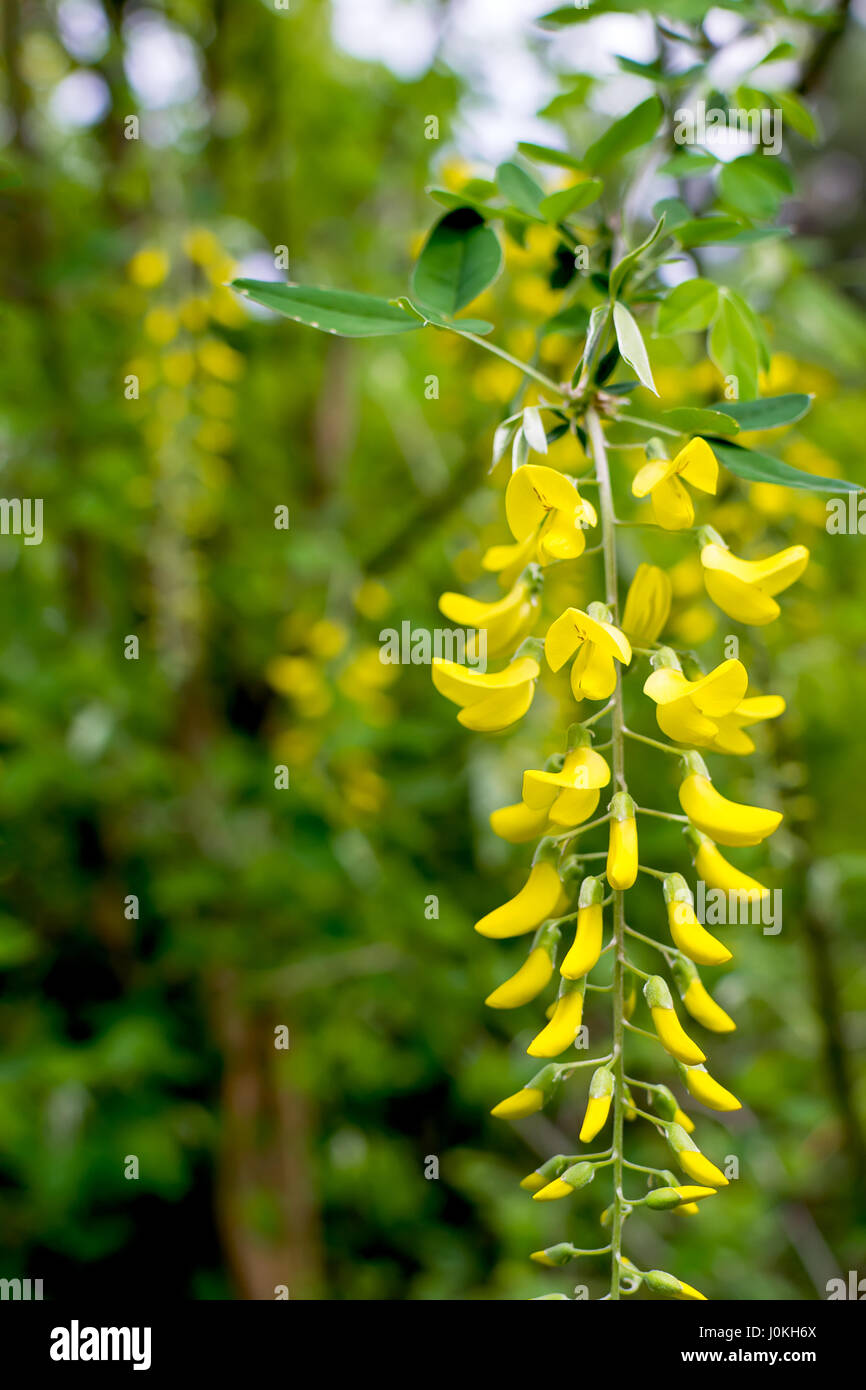 Yellow Flowers Names And Pictures