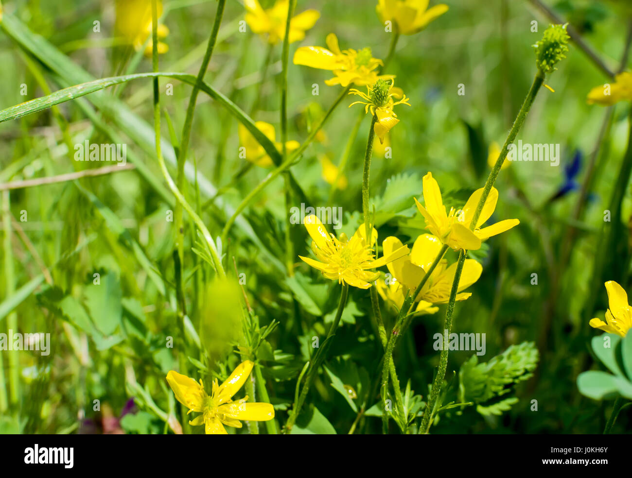Little yellow close up wildflower buttercup Stock Photo - Alamy