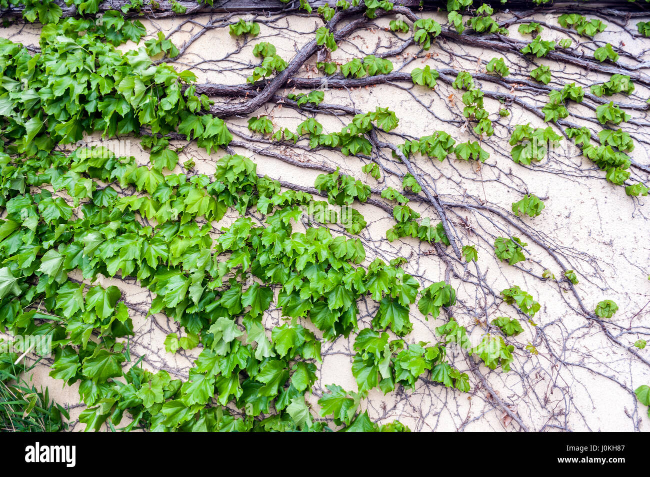 Creeping ivy hi-res stock photography and images - Alamy