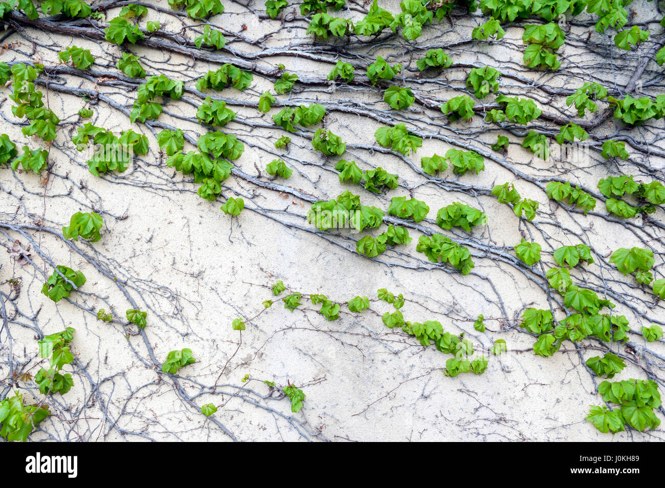 Season creep hi-res stock photography and images - Alamy