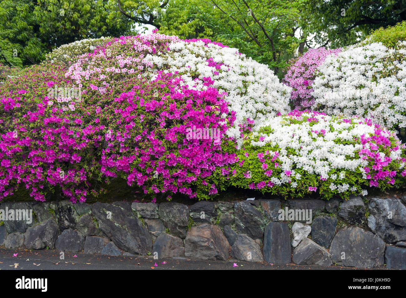 Pink flowers of George Taber azalea during blossom Stock Photo - Alamy