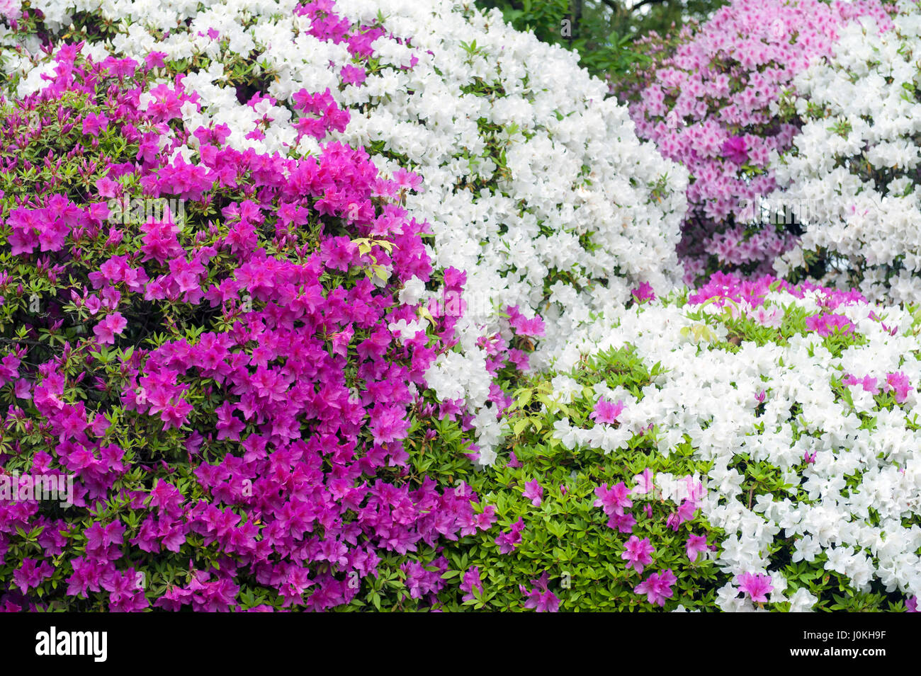 George taber azalea hi-res stock photography and images - Alamy