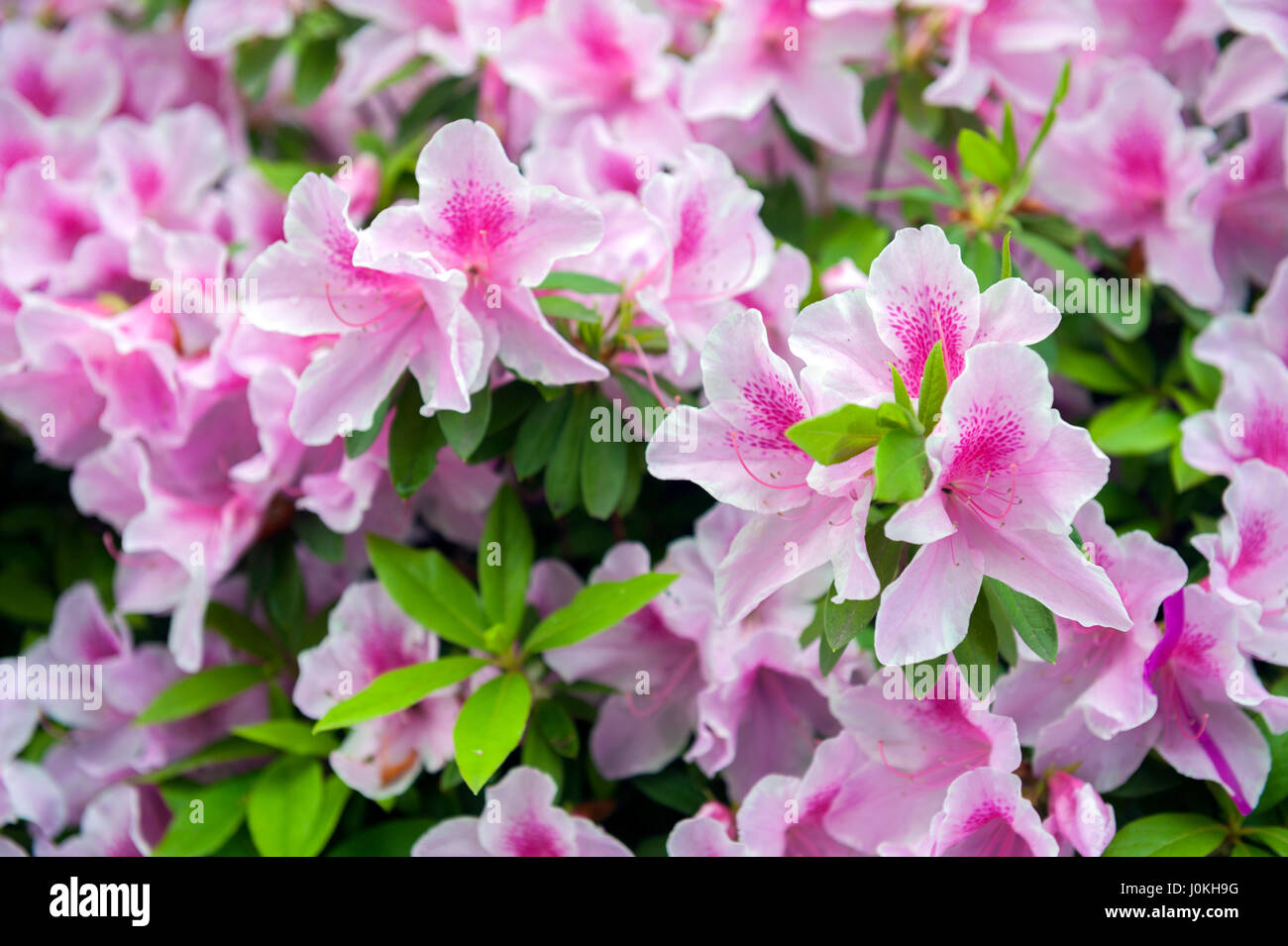 Pink flowers of George Taber azalea during blossom Stock Photo - Alamy