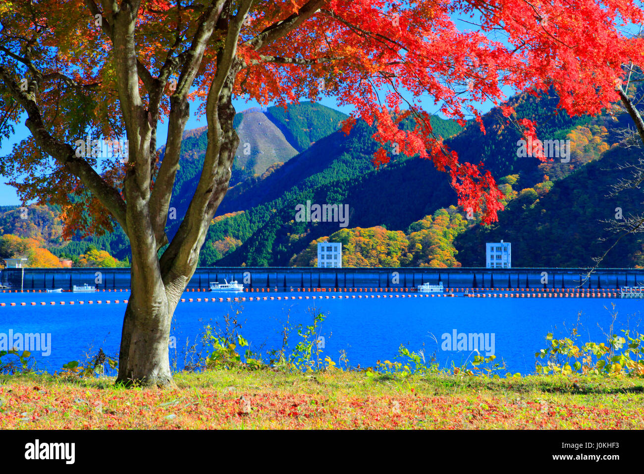 Lake Okutama Autumn Foliage Tokyo Japan Stock Photo - Alamy