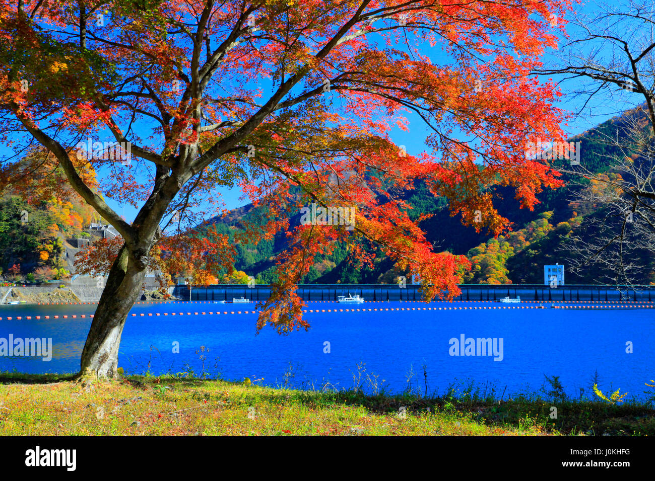 Lake Okutama Autumn Foliage Tokyo Japan Stock Photo - Alamy