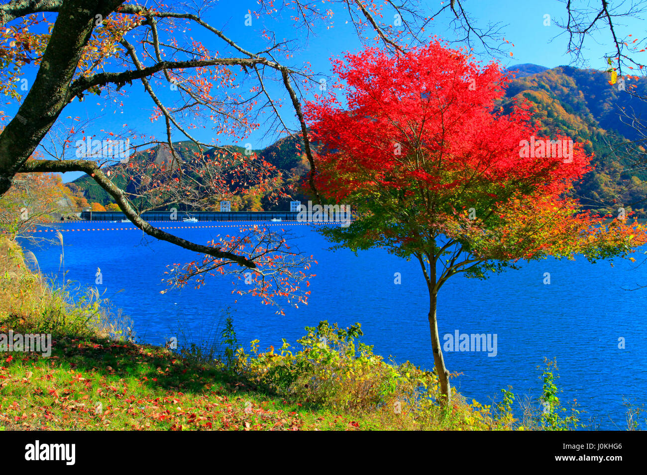 Lake Okutama Autumn Foliage Tokyo Japan Stock Photo - Alamy