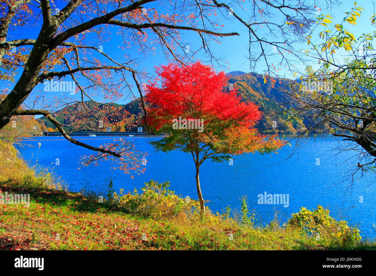 Lake Okutama Autumn Foliage Tokyo Japan Stock Photo - Alamy