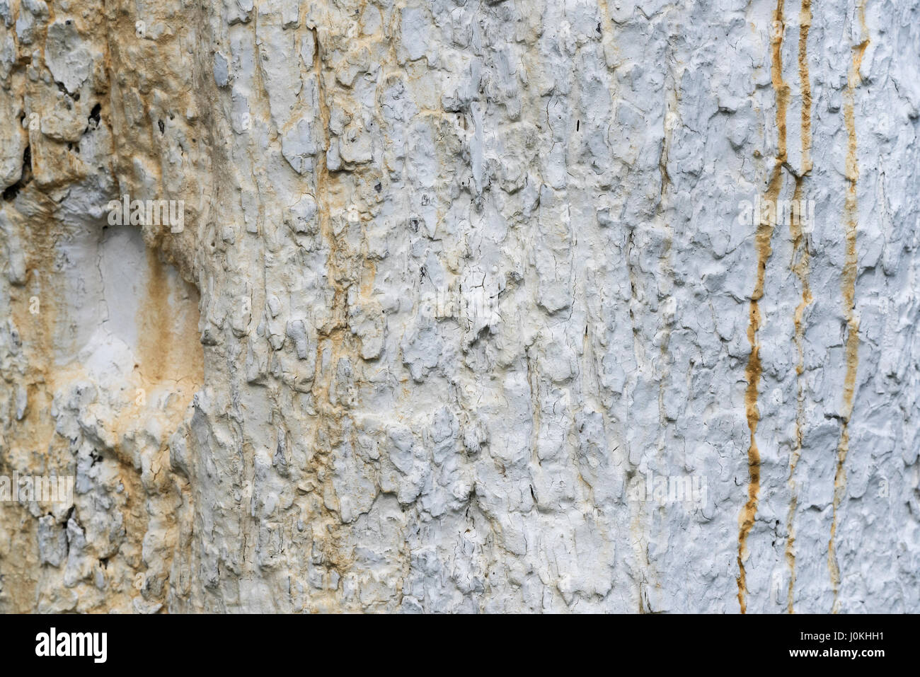 Texture of apple tree bark, whitewashed by lime, close. Ukraine Stock ...