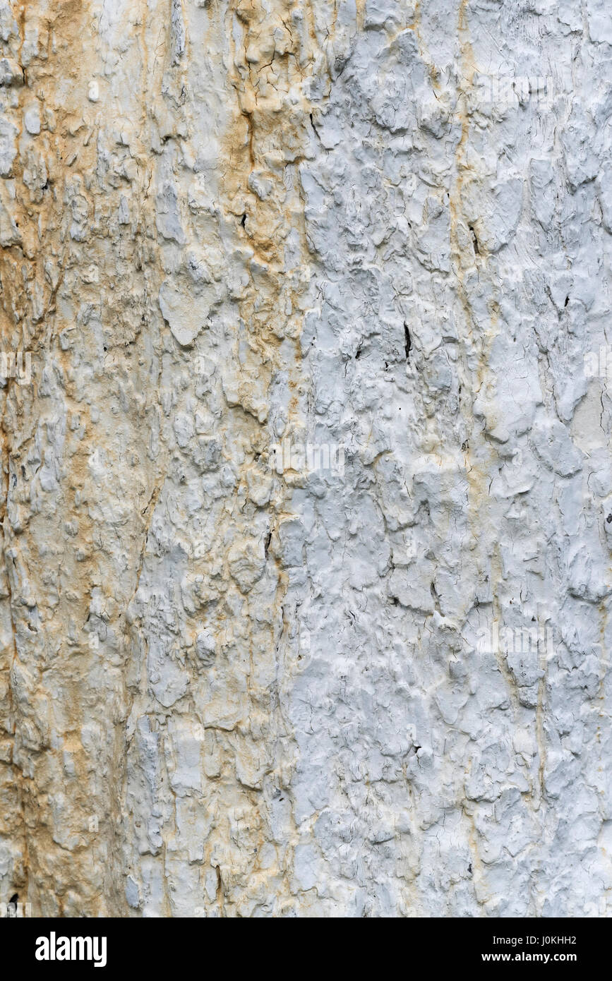 Texture of apple tree bark, whitewashed by lime, close. Ukraine Stock ...