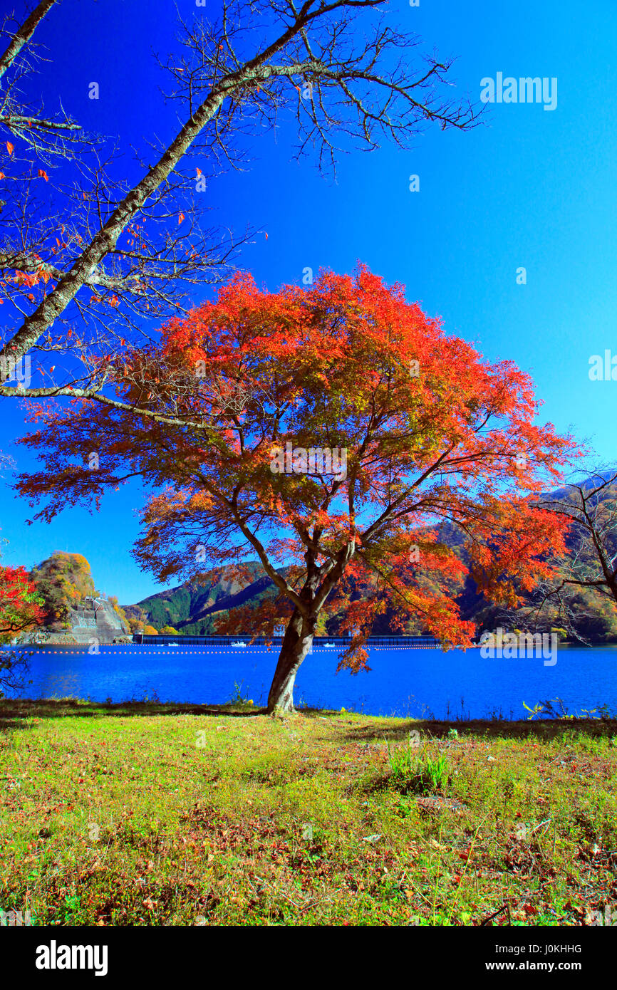 Lake Okutama Autumn Foliage Tokyo Japan Stock Photo - Alamy