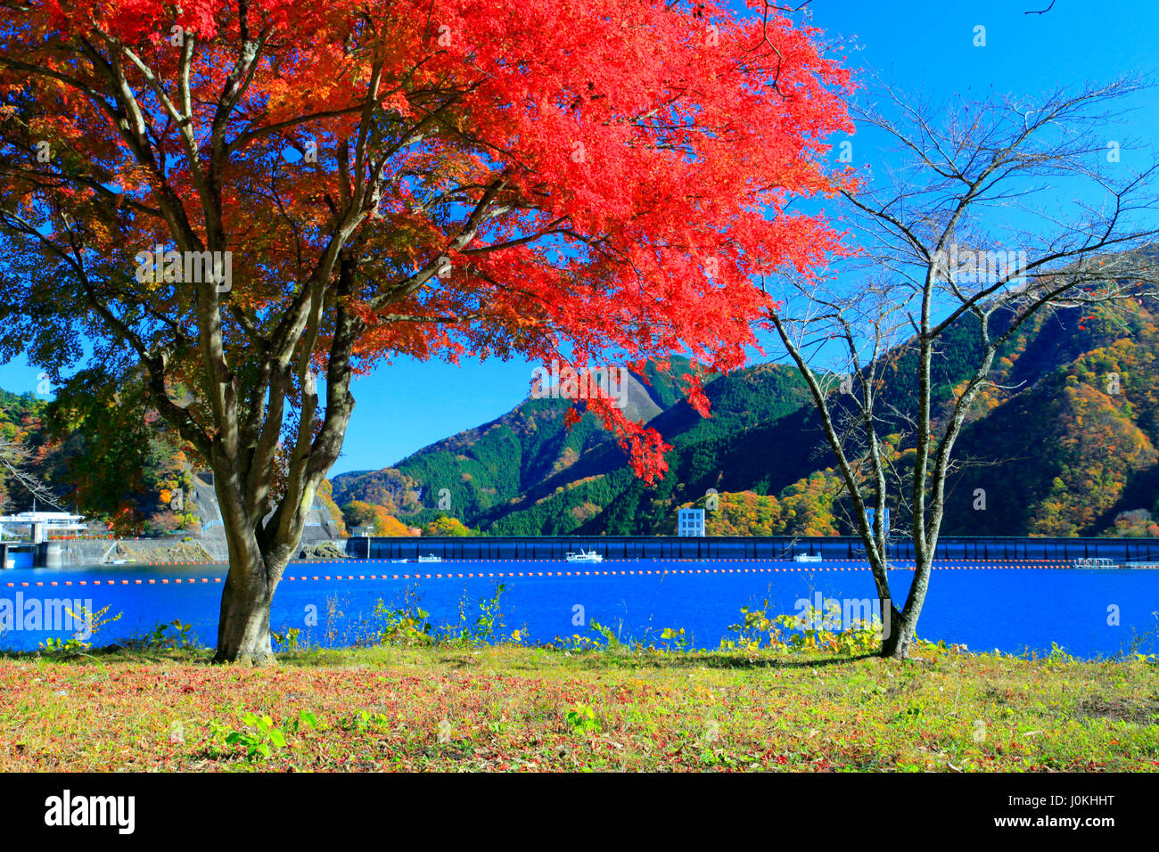 Lake Okutama Autumn Foliage Tokyo Japan Stock Photo - Alamy