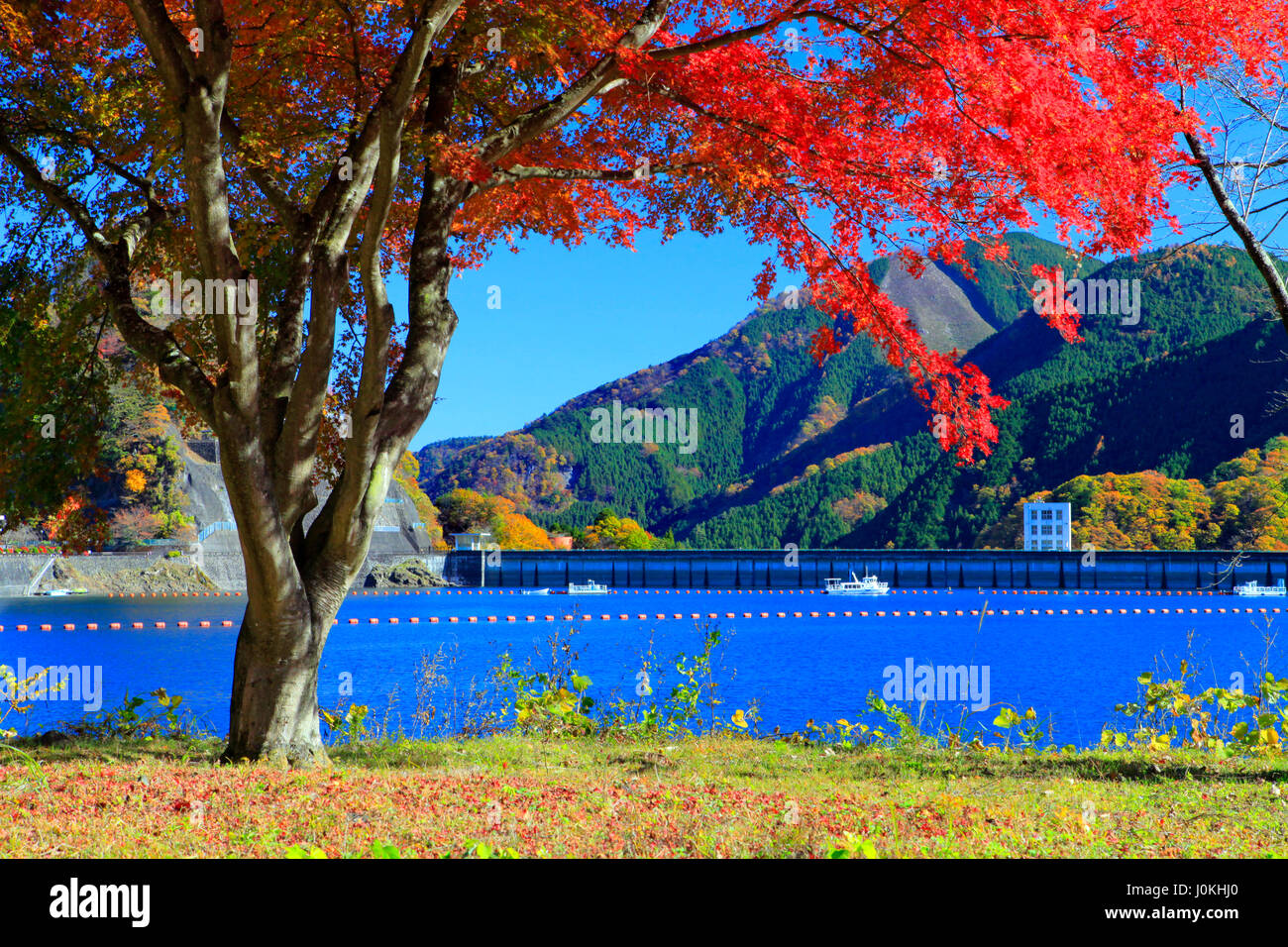 Lake Okutama Autumn Foliage Tokyo Japan Stock Photo - Alamy