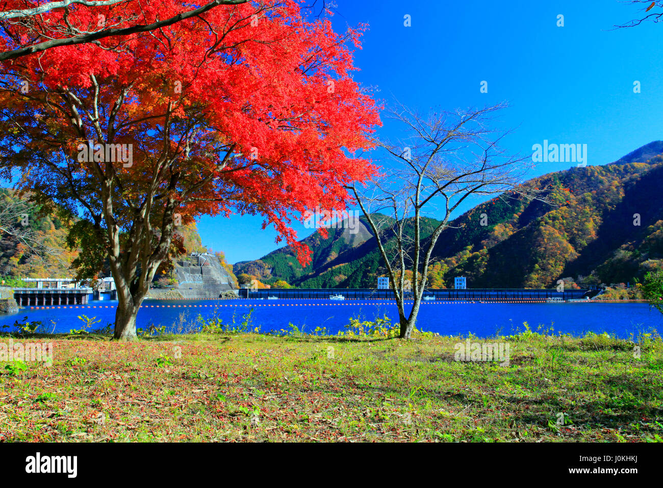 Lake Okutama Autumn Foliage Tokyo Japan Stock Photo - Alamy