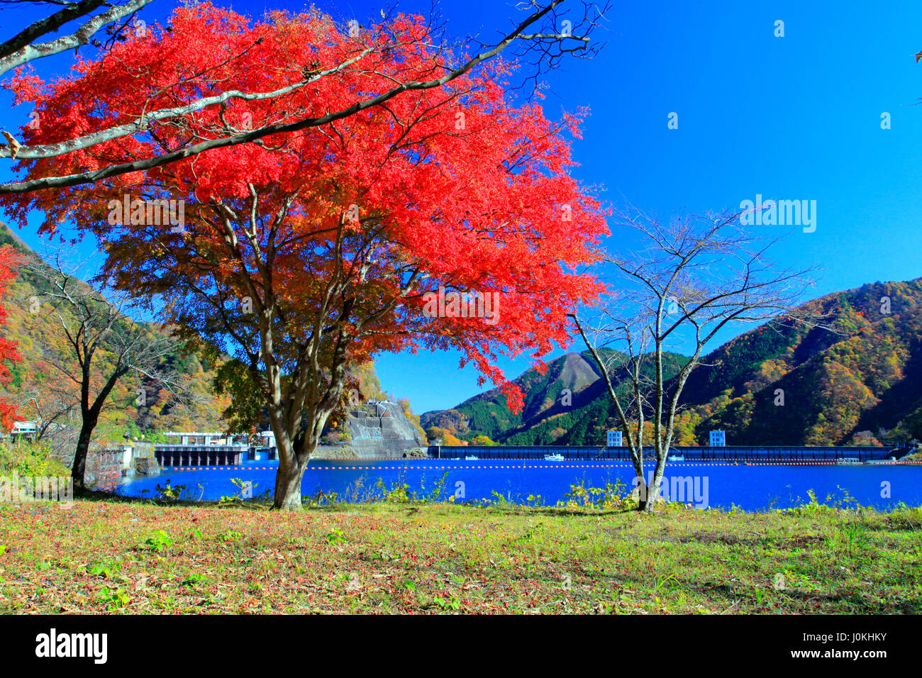 Lake Okutama Autumn Foliage Tokyo Japan Stock Photo - Alamy