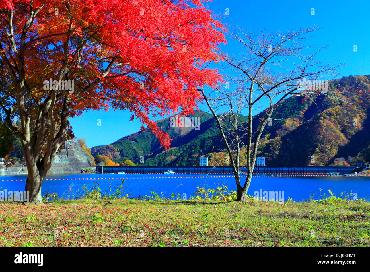Lake Okutama Autumn Foliage Tokyo Japan Stock Photo - Alamy