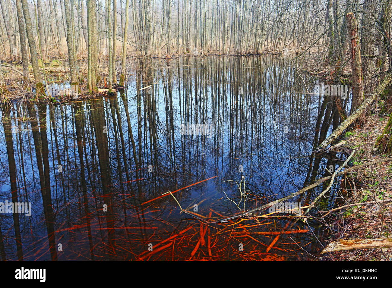 View on the small river whose banks are covered with forest in early ...