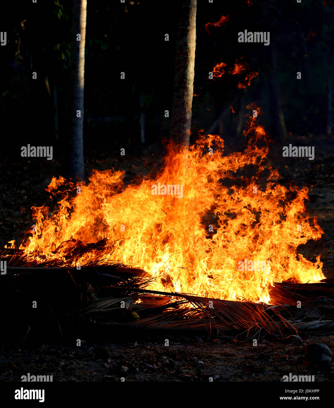 Photos bright big fire in the dark jungle background Stock Photo - Alamy