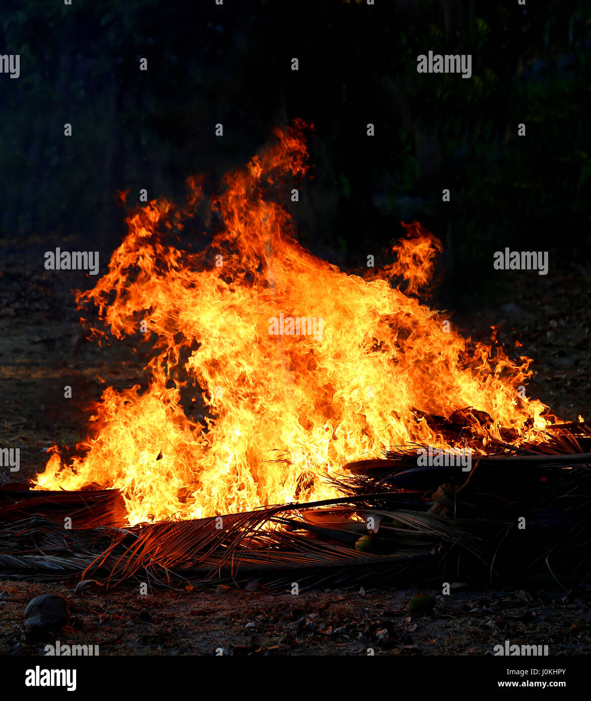 Dark jungle hi-res stock photography and images - Alamy