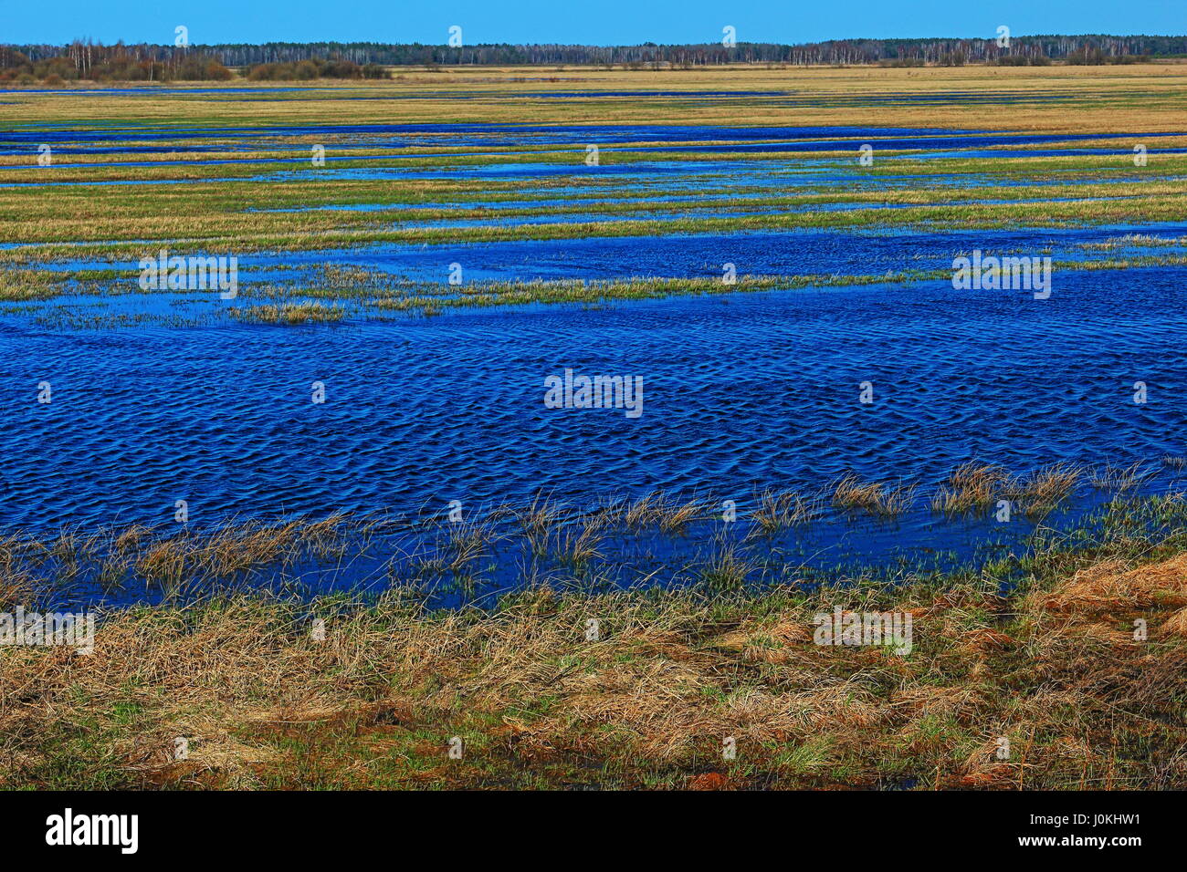 View on a water meadow in the early spring Stock Photo - Alamy