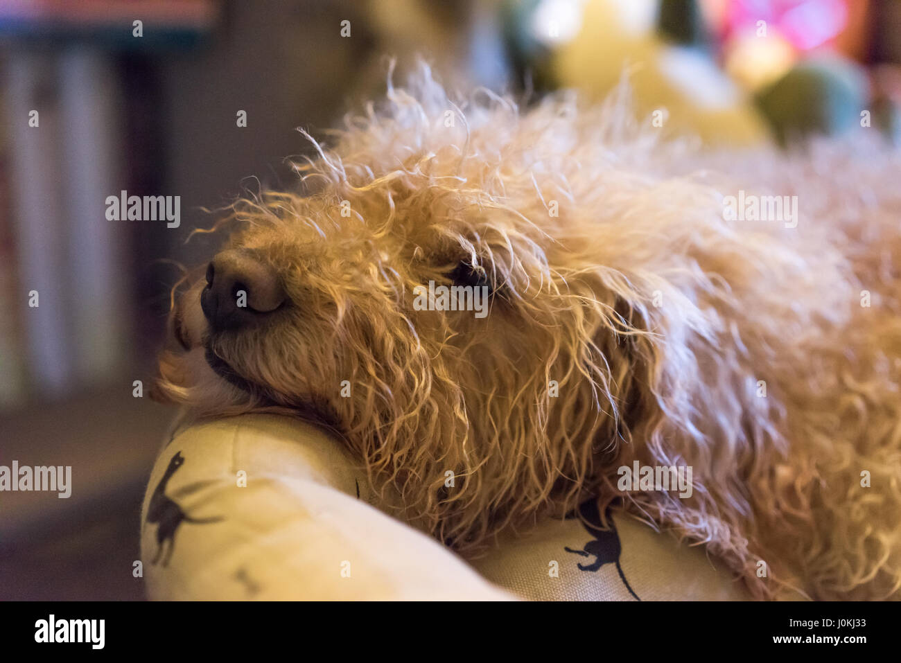 A small miniature labradoodle dog resting in her bed Stock Photo - Alamy