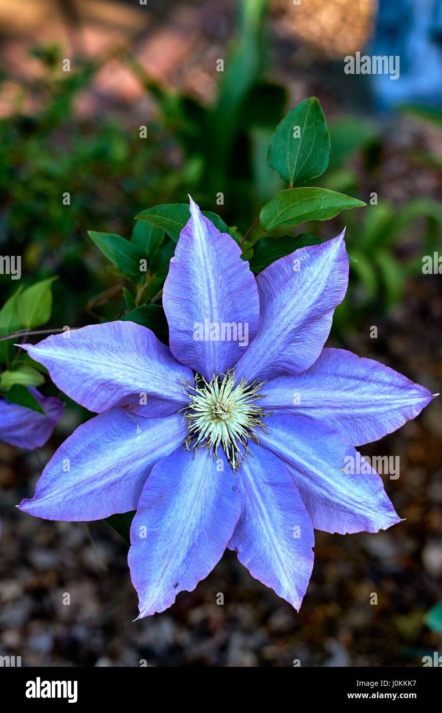 Fragrance Clematis High Resolution Stock Photography and Images - Alamy