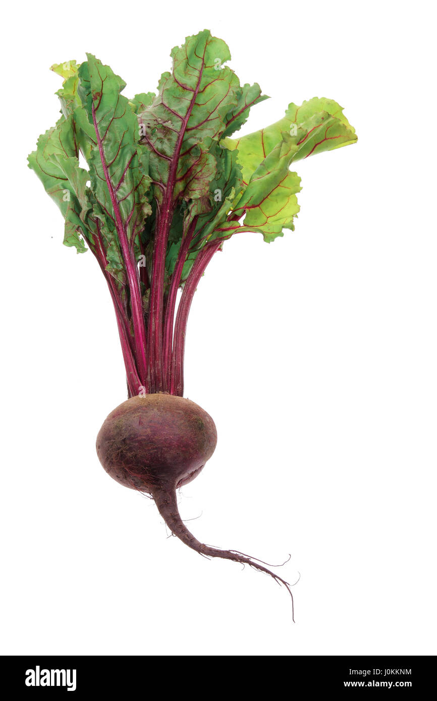 Beetroot on White Background Stock Photo - Alamy