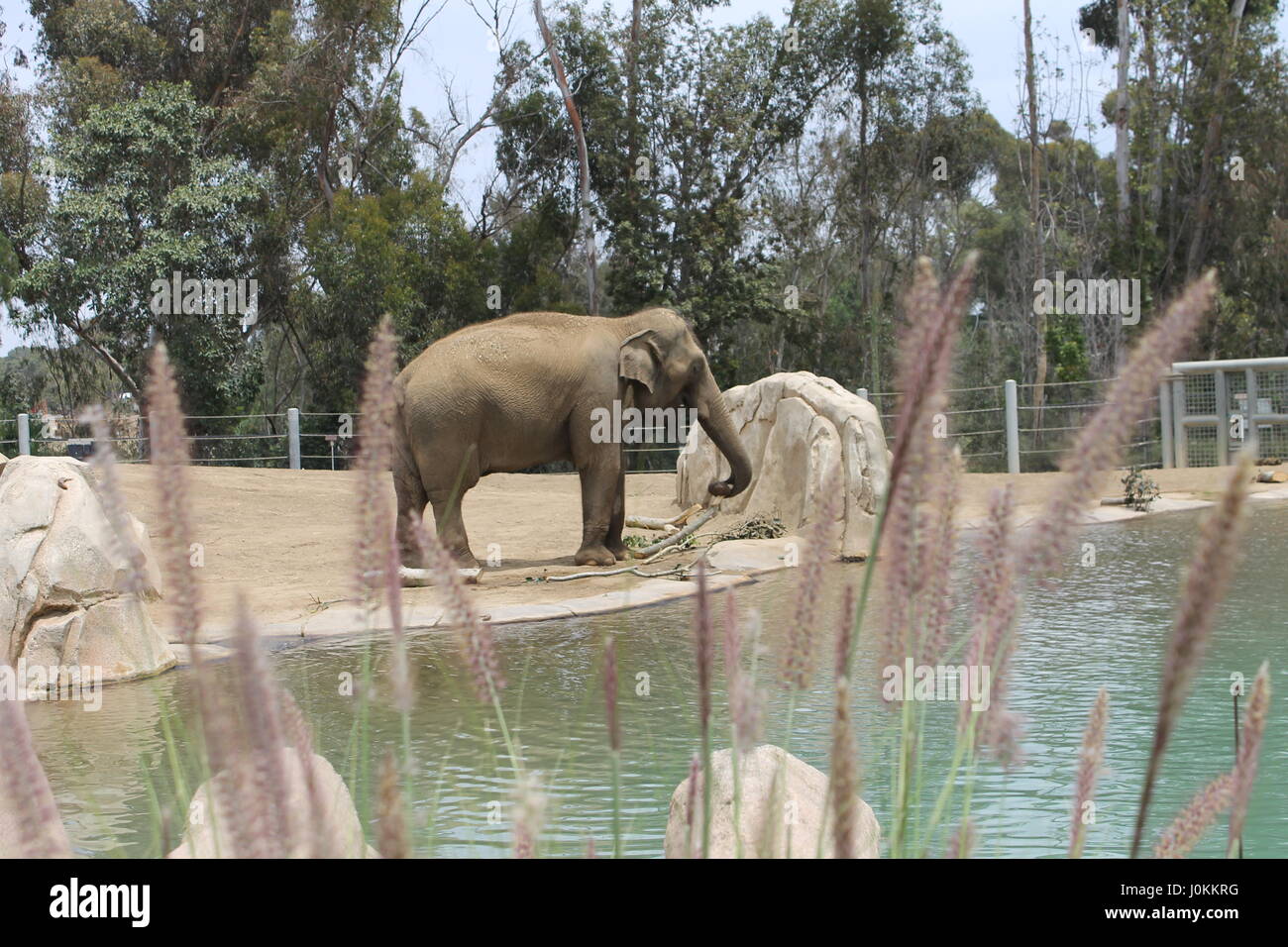 An diego zoo hi-res stock photography and images - Alamy