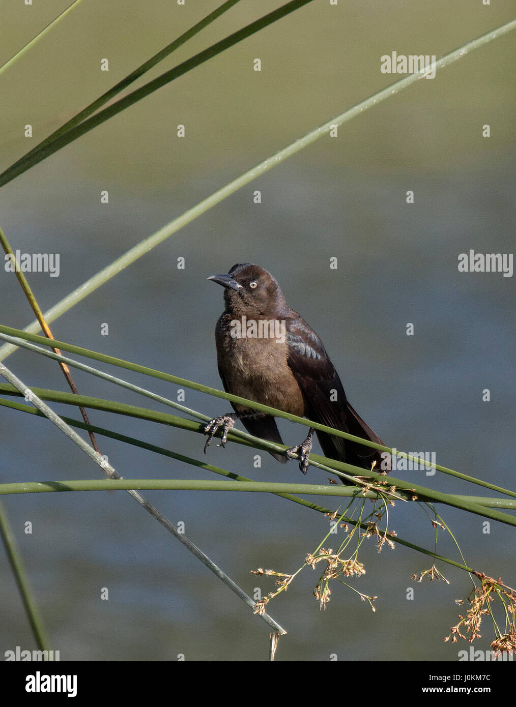 Female grackle hi-res stock photography and images - Alamy