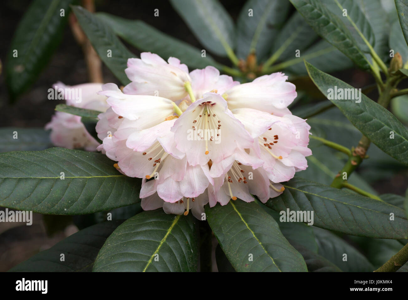 Rhododendron protistum hi-res stock photography and images - Alamy