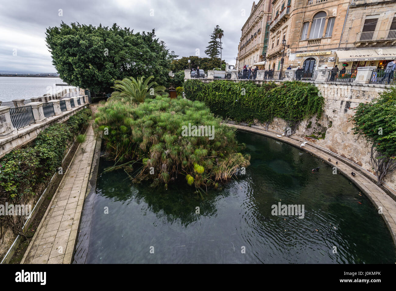 Fountain of Arethusa (Fonte Aretusa) with papyrus plants on the Ortygia ...