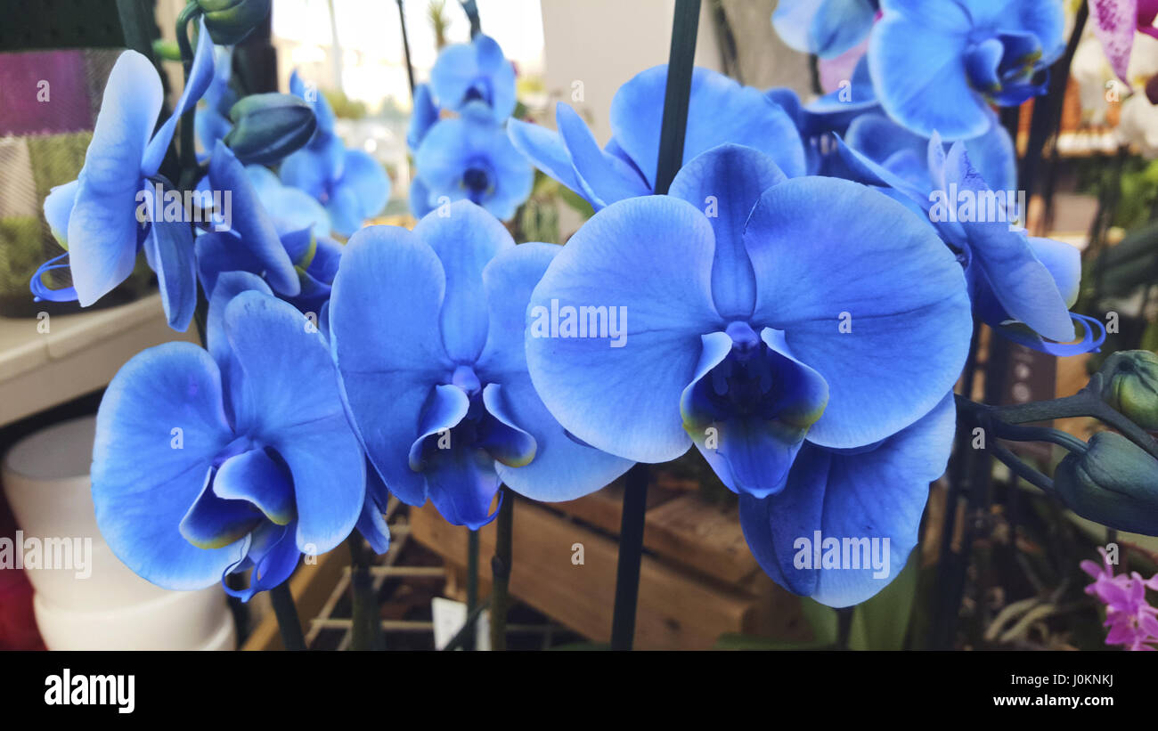 Blue orchids hi-res stock photography and images - Alamy