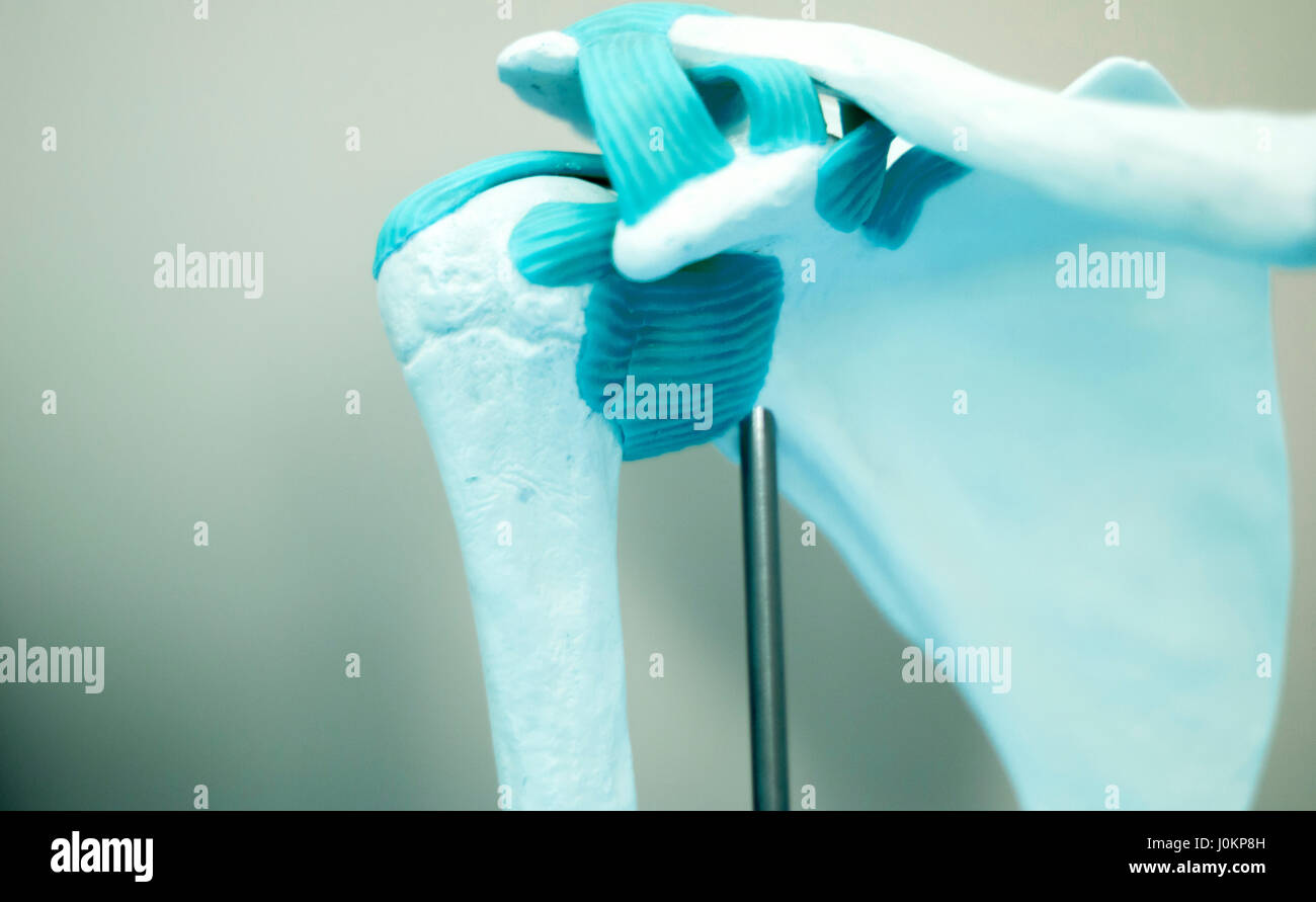 Shoulder blade and back medical study student anatomy model showing ...