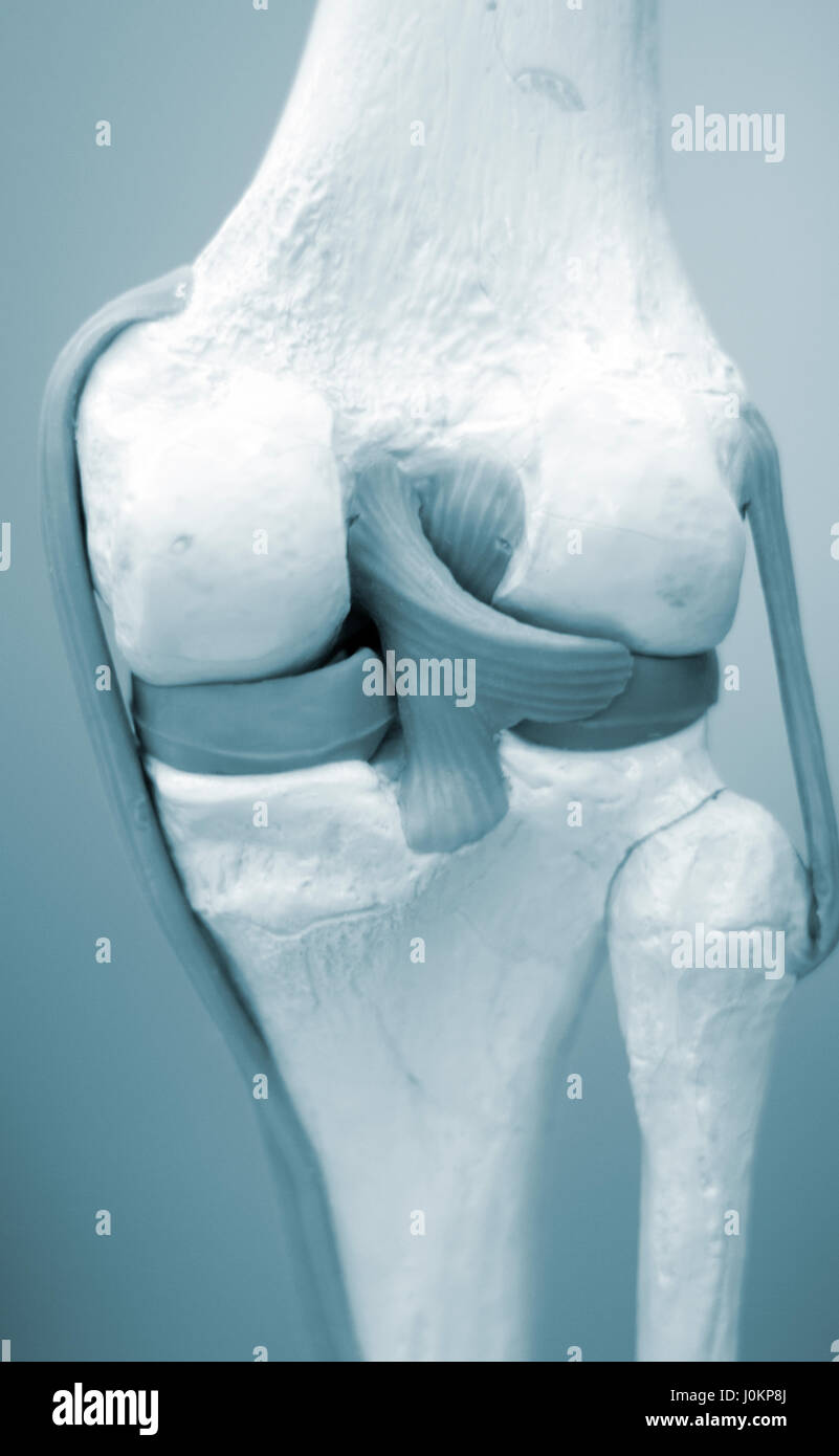 Knee and meniscus medical study student anatomy model showing bones ...
