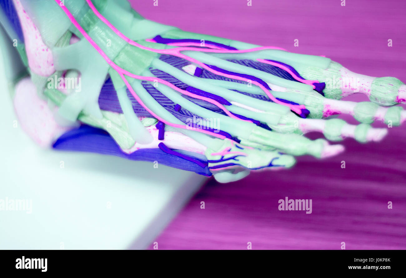 Foot medical study student anatomy model showing bones, toes, tendons ...