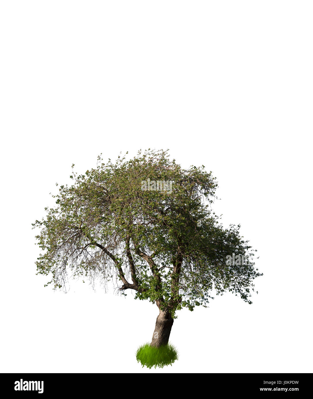 Isolated tree on a white background with some grass Stock Photo - Alamy