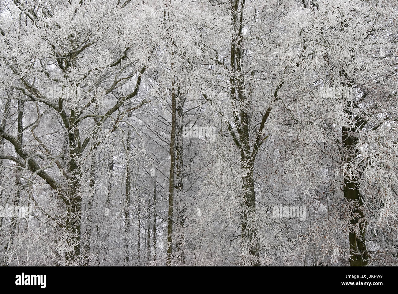 Loofbos Stock Photos & Loofbos Stock Images - Alamy