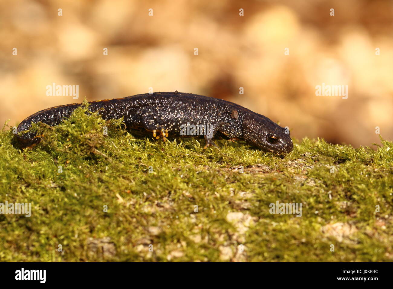 Great crested newt uk hi-res stock photography and images - Alamy