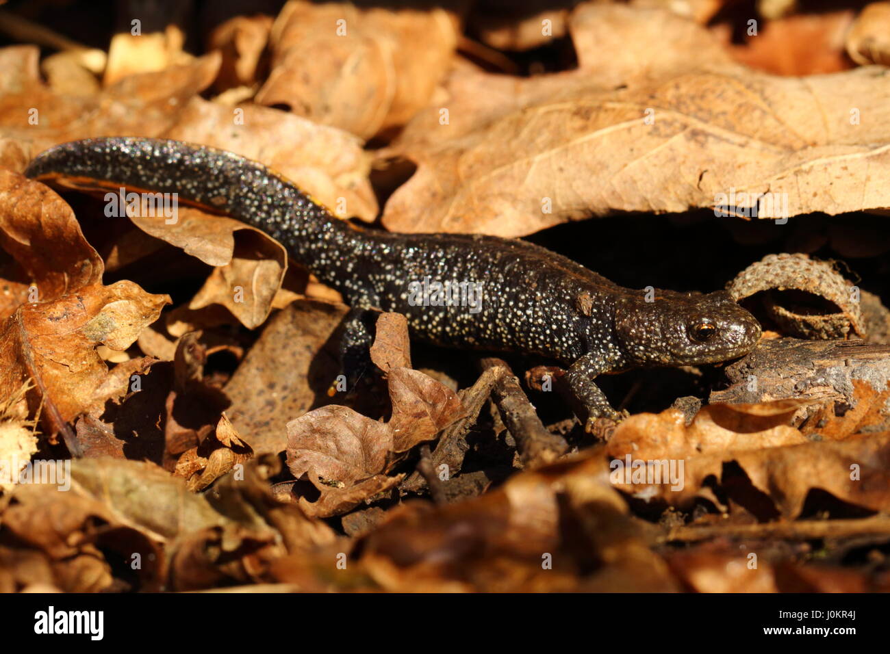 Great crested newt uk hi-res stock photography and images - Alamy