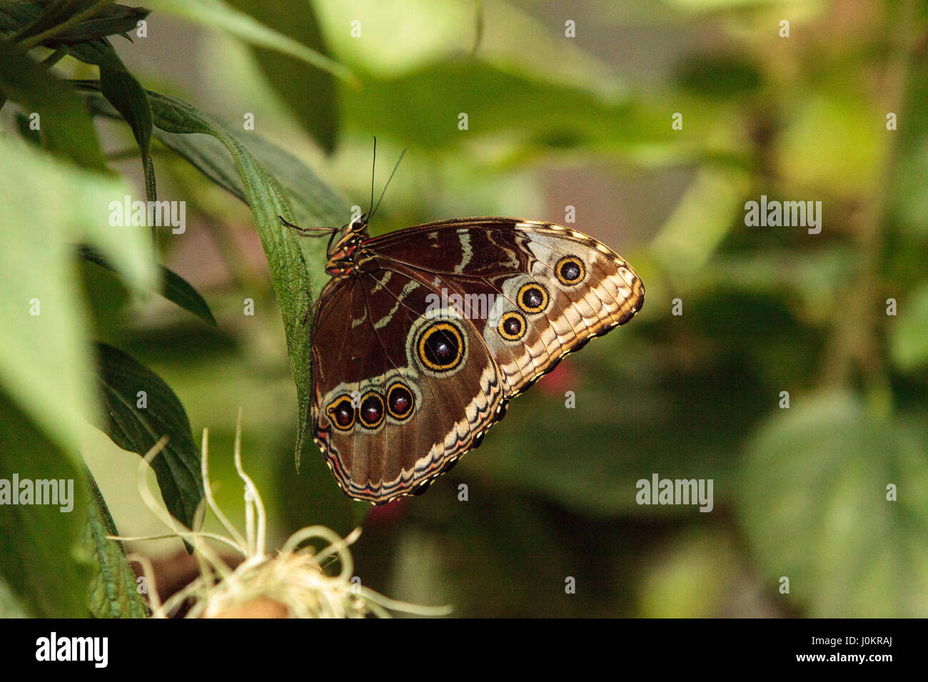 Common blue morpho butterfly, Morpho peleides, in a botanical garden in ...