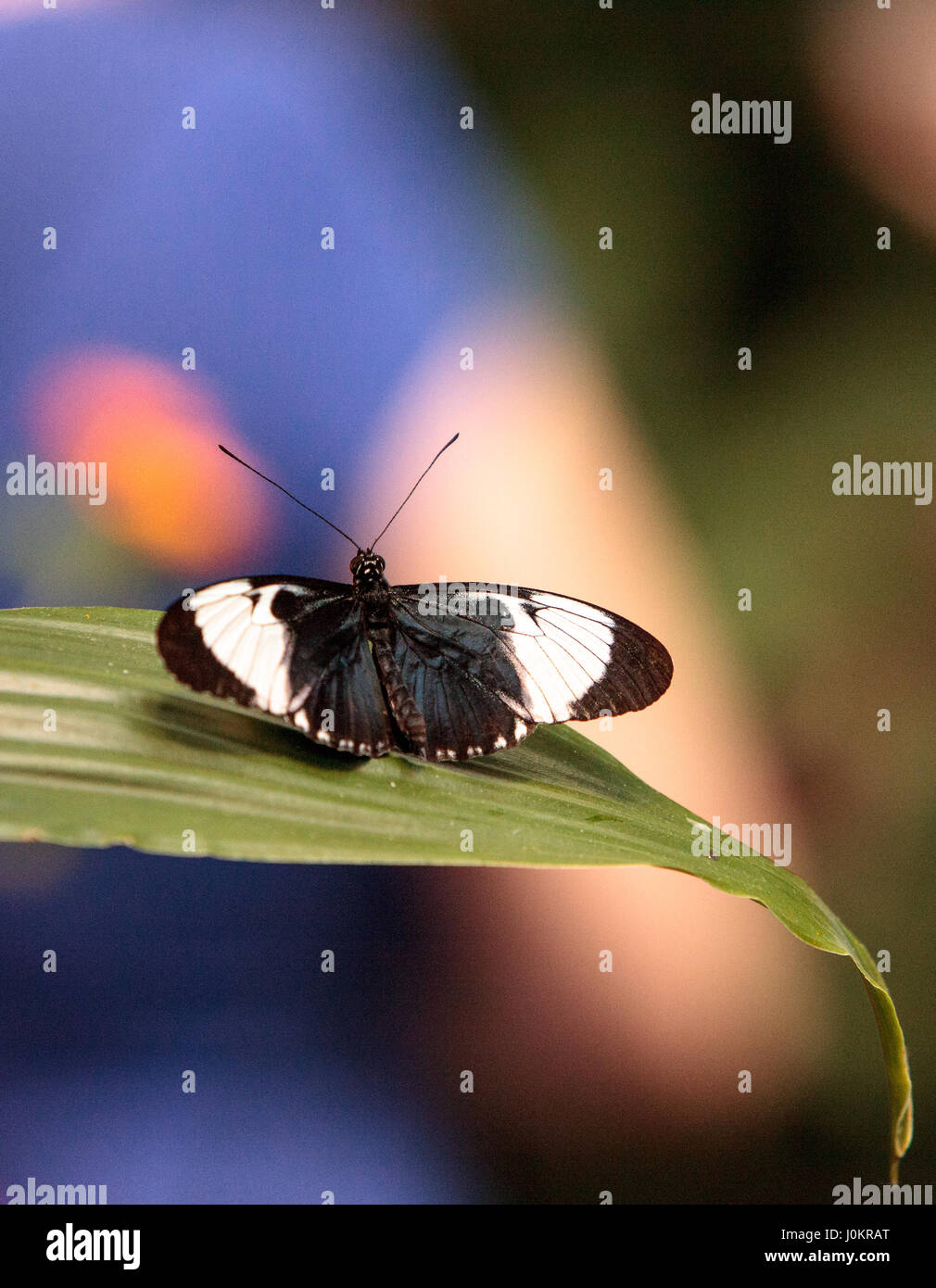 Cydno longwing butterfly, Heliconius cydno, in a botanical garden in ...