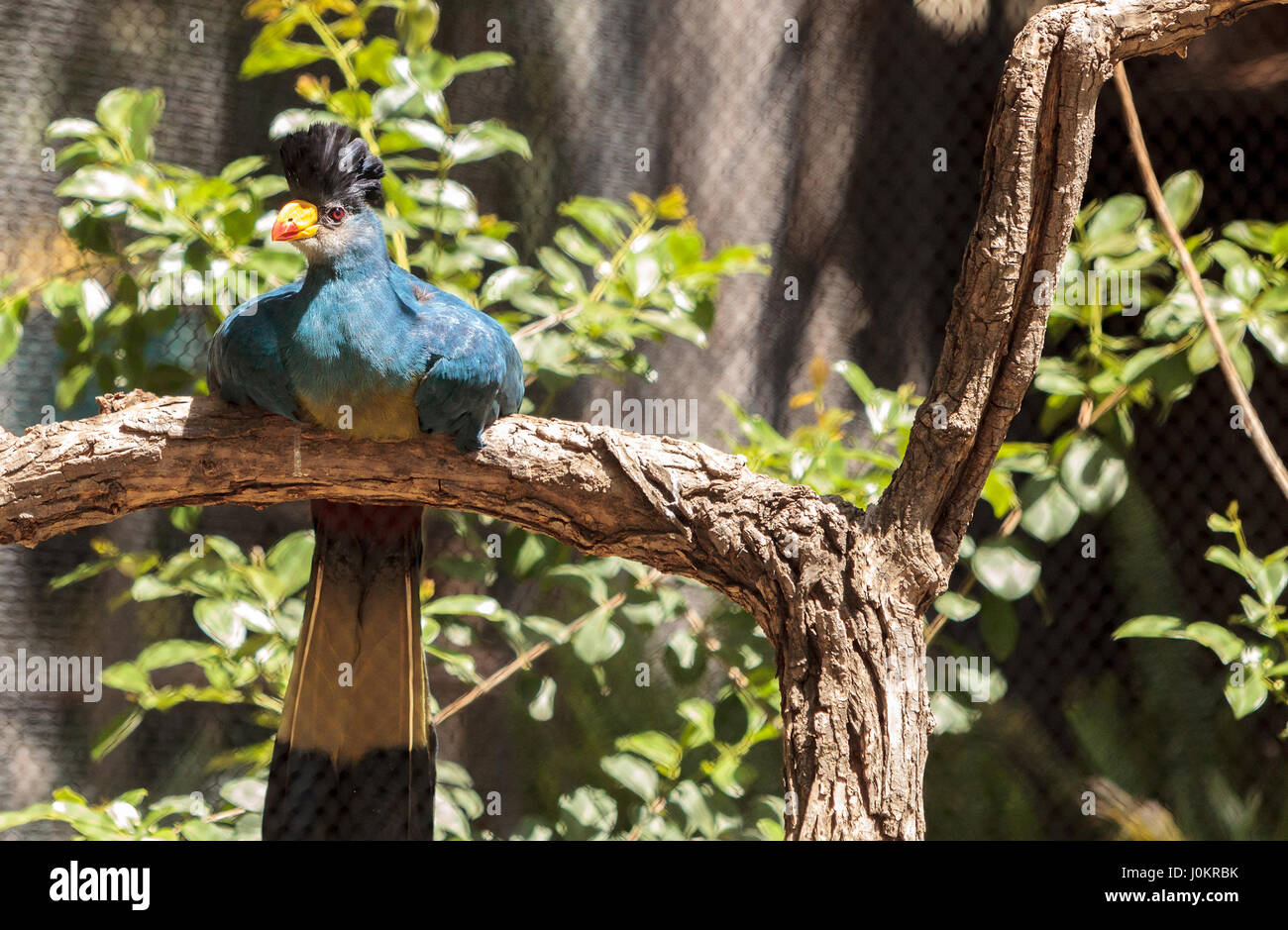 Turaco bird hi-res stock photography and images - Alamy