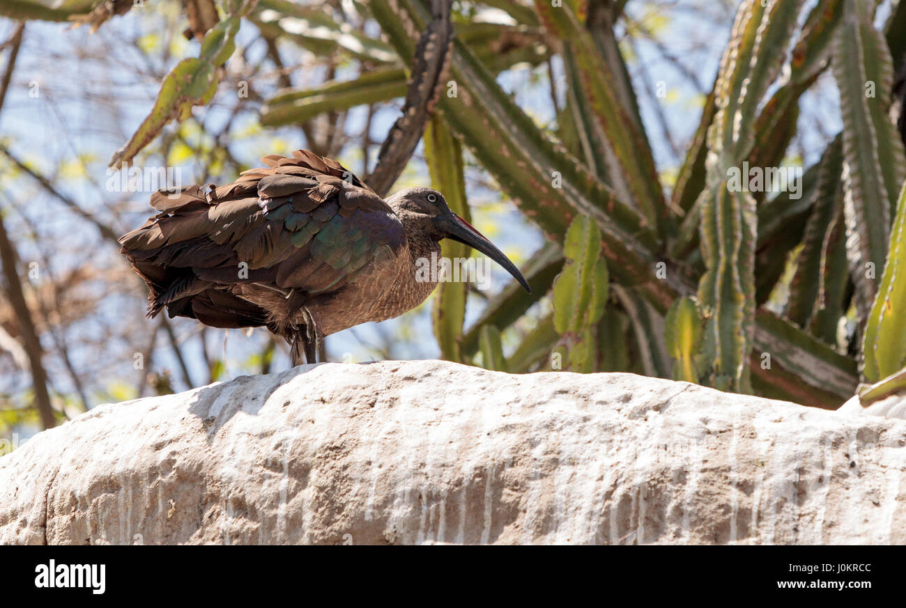 Hadada ibis called Bostrychia hagedash hiding in the brush Stock Photo ...