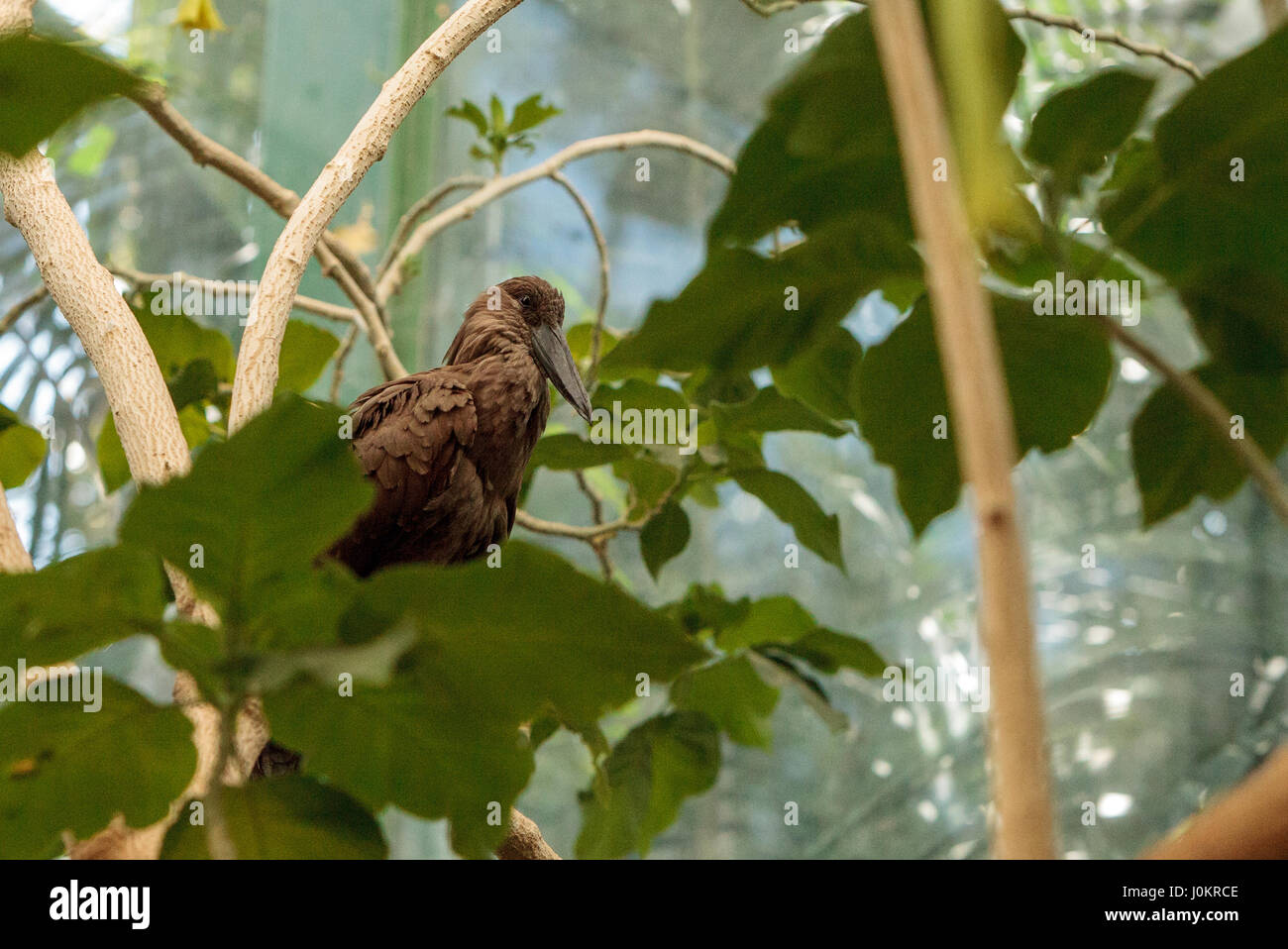 Umber bird hi-res stock photography and images - Alamy