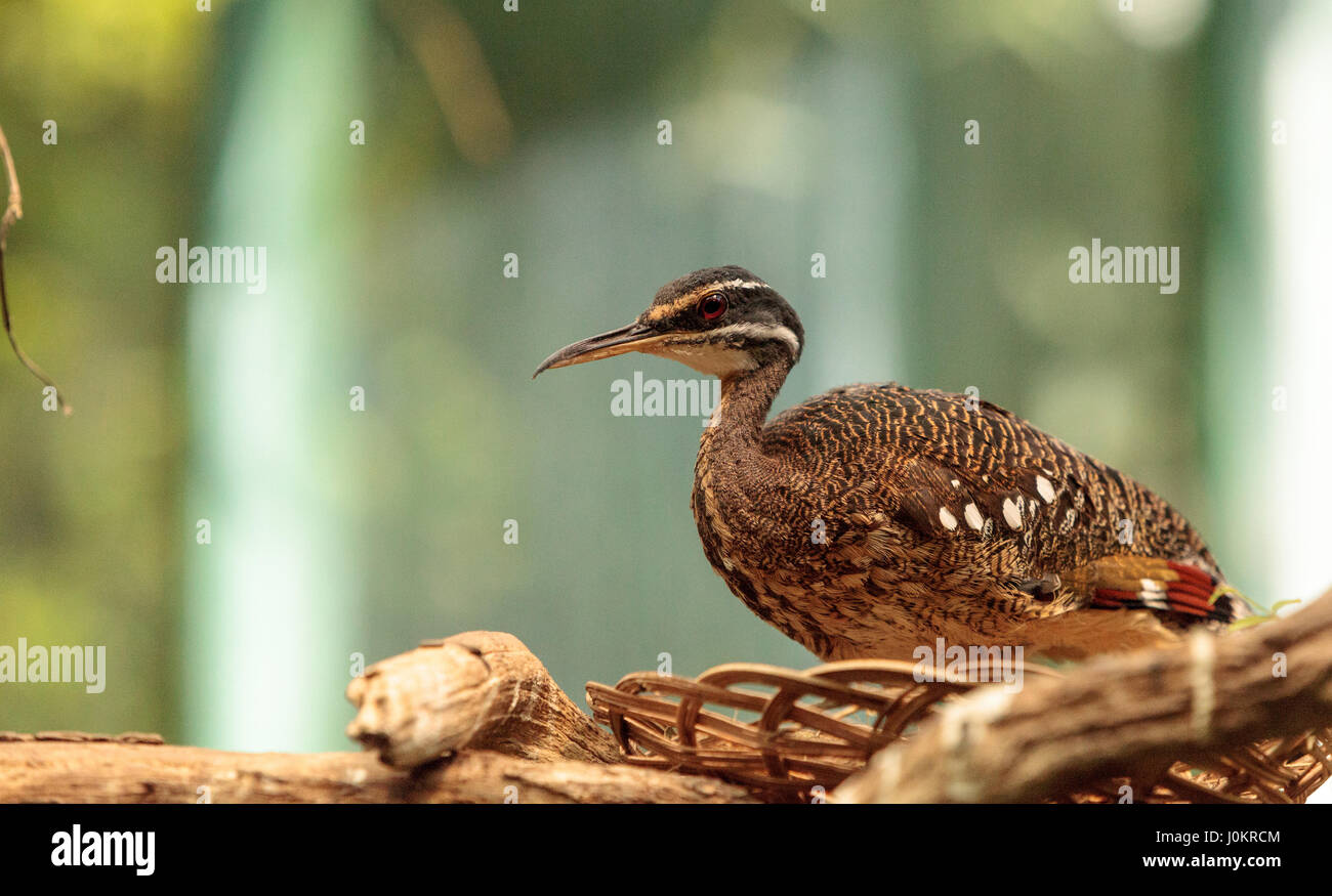 Kori bustard bird, Ardeotis kori, is native to Africa Stock Photo - Alamy
