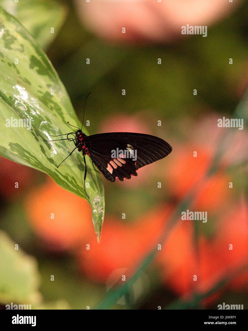 Pink rose swallowtail butterfly, Pachliopta kotzebuea, in a spring ...