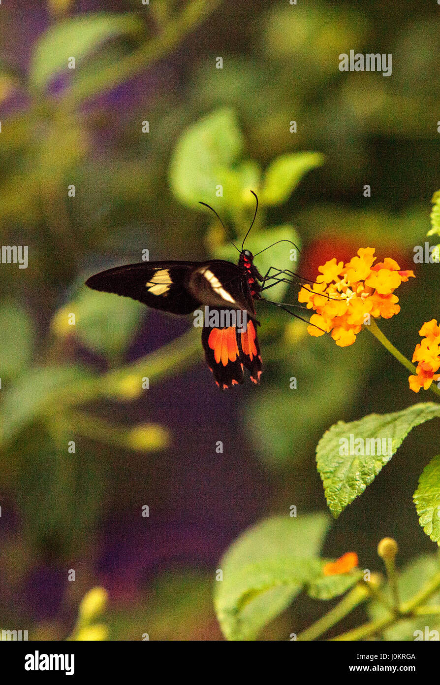 Pink rose swallowtail butterfly, Pachliopta kotzebuea, in a spring ...