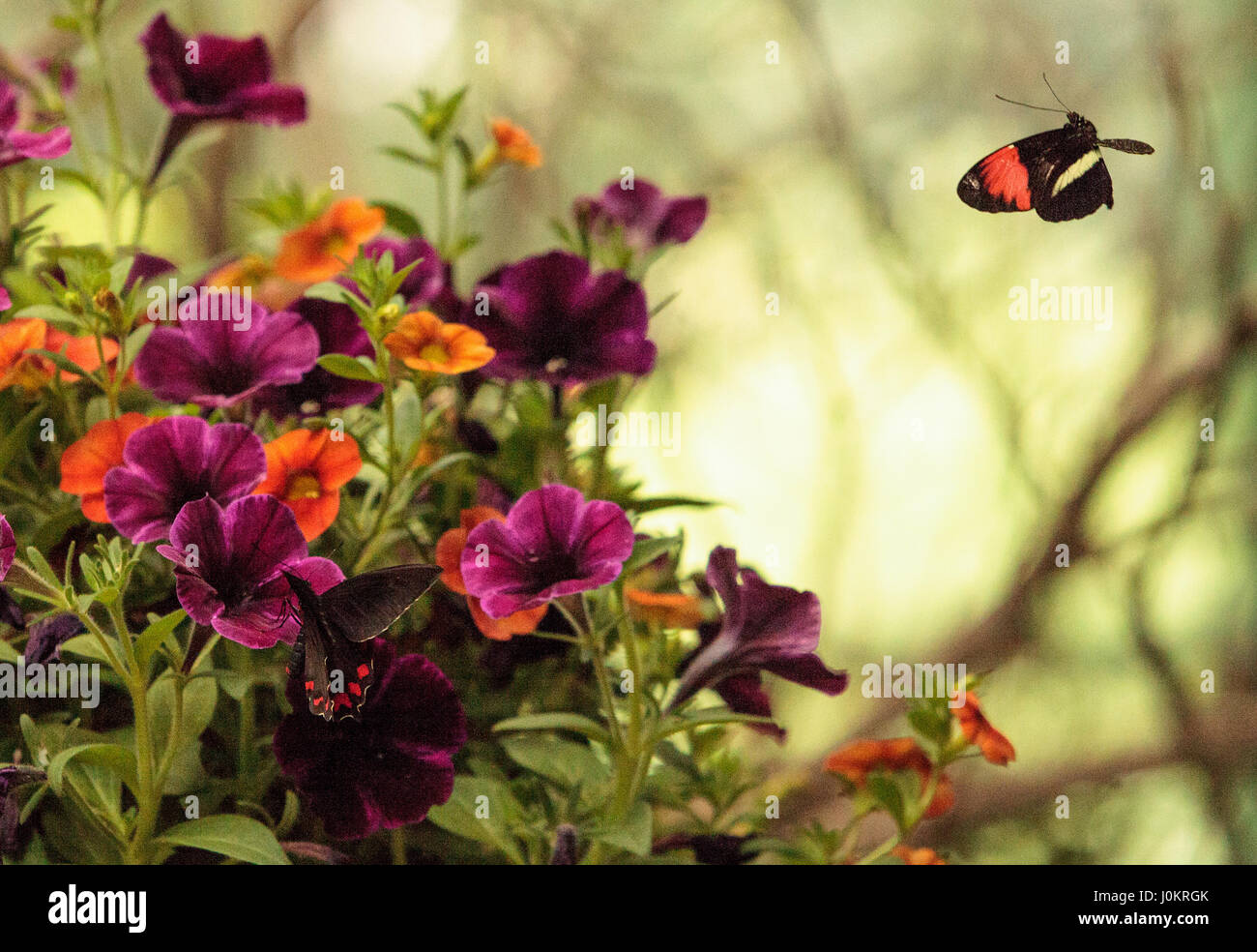 Pink rose swallowtail butterfly, Pachliopta kotzebuea, in a spring ...