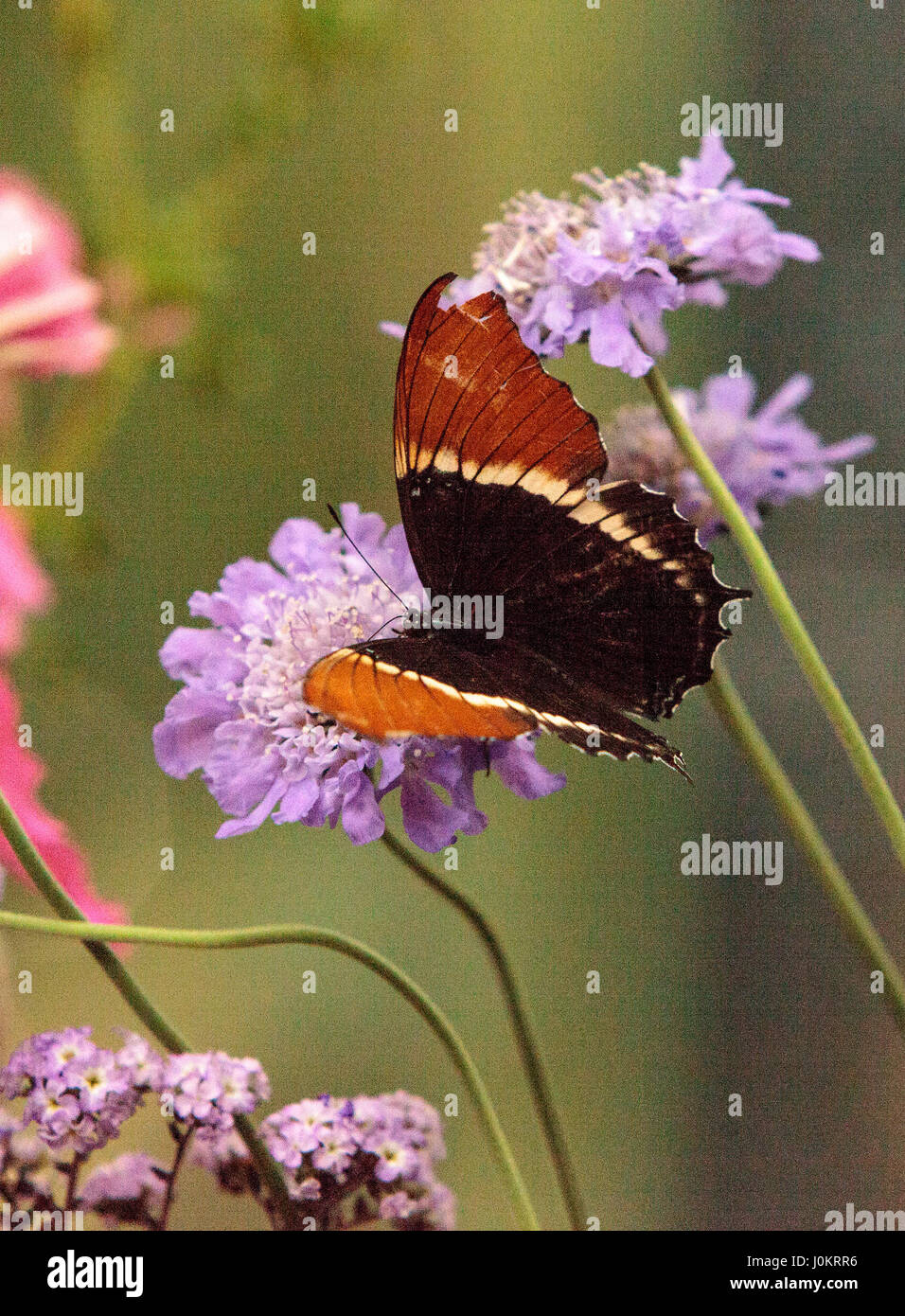 Rusty-tipped page butterfly, Siproeta epaphus, in a botanical garden in ...