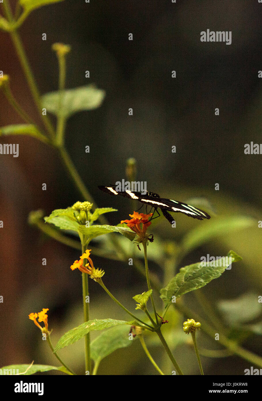 Zebra longwing butterfly, Heliconius charitonius, in a botanical garden ...