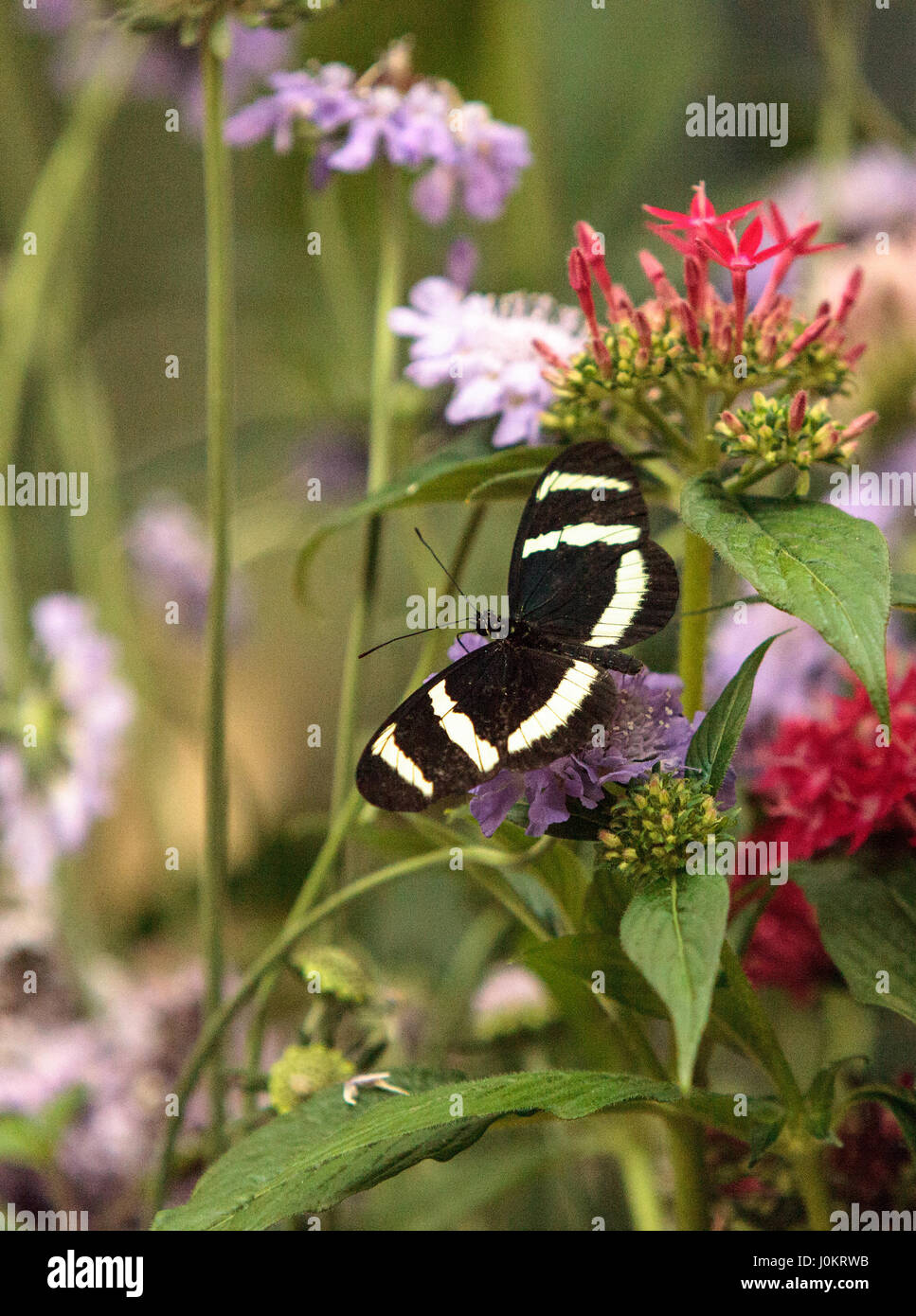 Zebra longwing butterfly, Heliconius charitonius, in a botanical garden ...